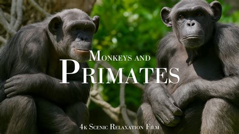 Menjelajahi Simpanse Dan Orangutan Dalam 4k