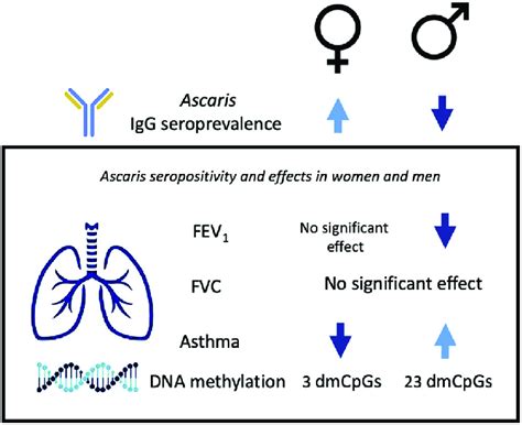 Sex Differences In Relation To Ascaris Exposure Download Scientific Diagram
