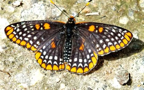 Zebra Longwing Butterfly Identification Life Cycle And Behavior