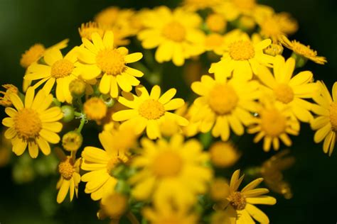 Chrysantellum Características Usos Y Beneficios Fitoterapia Reino Minerales