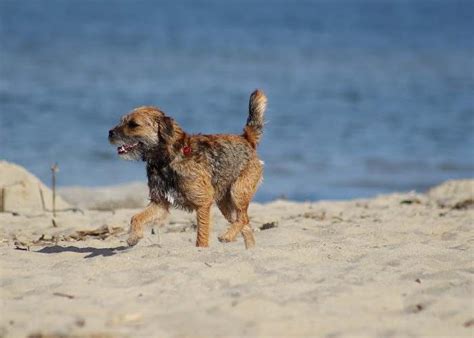How Far Can A Border Terrier Walk