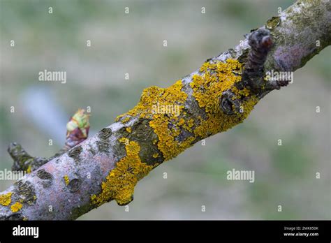 Orange Lichen Yellow Scale Maritime Sunburst Lichen Or Shore Lichen Xanthoria Parietina Is A