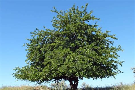 How Fast Does A Mulberry Tree Grow