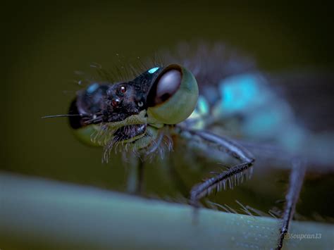 Lil Bitty Damsel Fly In My Back Yard Rmacroporn