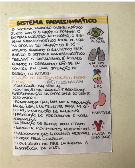 Sistema Parassimpático Organização Da Faculdade Material De