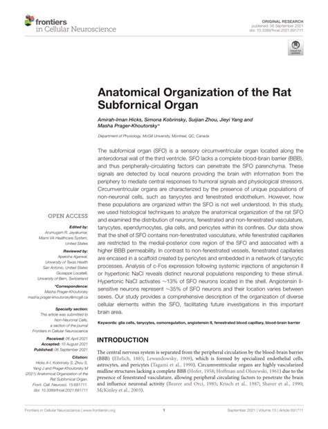 Pdf Anatomical Organization Of The Rat Subfornical Organ
