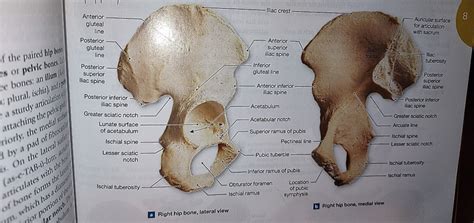 Appendicular Skeleton Pelvic Girdle Diagram Quizlet
