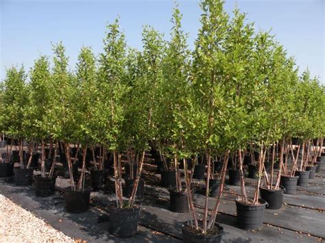 1000 Images About Multi Stem Tree On Pinterest Trees A Tree And