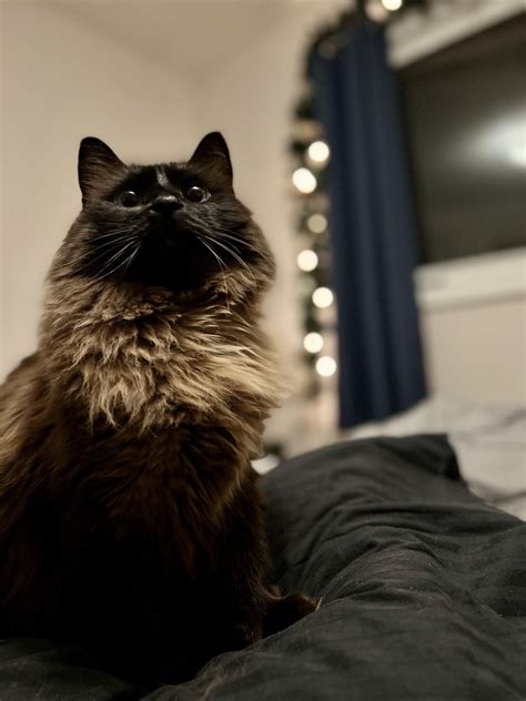 Cleopatra Our Rescue Ragdoll Rragdolls