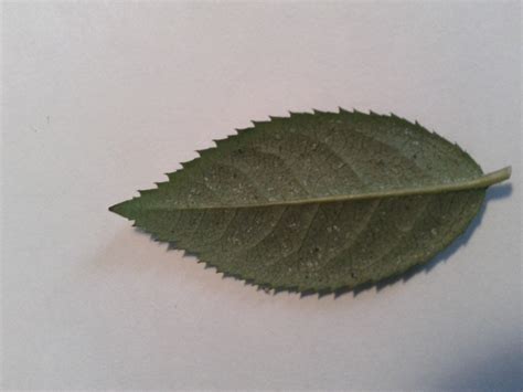 Plant Health White Spots On Rose Leaves Gardening And Landscaping