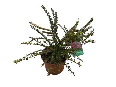 Cotoneaster Horizontalis Cepaflor