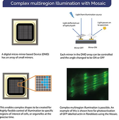 complex simultaneous multi region illumination optogenetics oxford