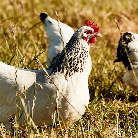 Poultry Meal Heytesbury Stockfeeds Pty Ltd