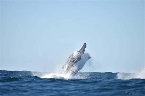 Byron Bay Whale Watching Tour