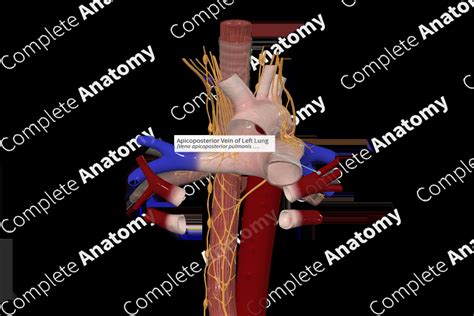 Apicoposterior Vein Of Left Lung Complete Anatomy