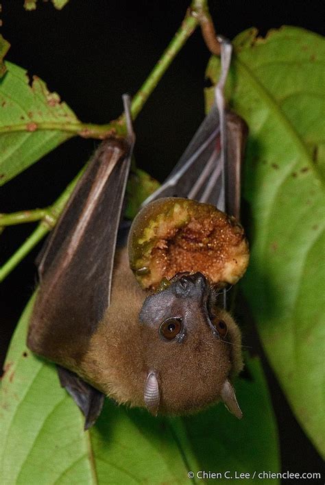Lesser Naked Backed Fruit Bat Dobsonia Minor Know Your Mammals