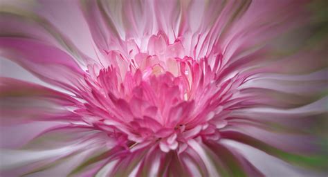 Margarites 1920 X 1080 Hd Wallpaper Download