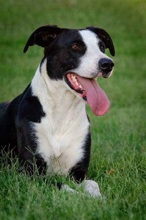 Zwarte Pitbull Border Collie Mix