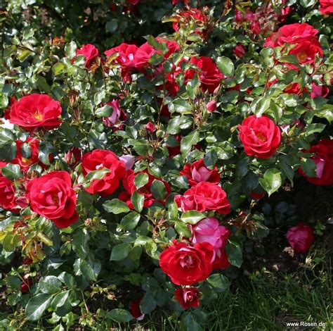 Caracho® Róża Okrywowa Szkółka Róż SŁaro