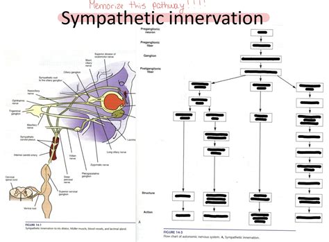 Sympathetic Innervation Diagram Quizlet