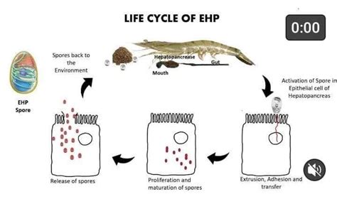Ehp Disease Of Shrimp Its Life Cycle Sk Naser Uddin Posted On The