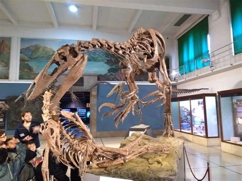 Megaraptor Skeleton