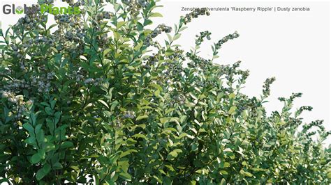 High Poly 3d Zenobia Pulverulenta Raspberry Ripple Dusty Zenobia