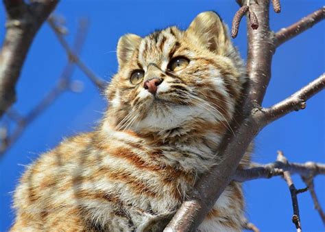 Cutie R Cat
