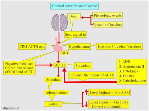 Cortisol Suppression Test Rapid Or Prolonged