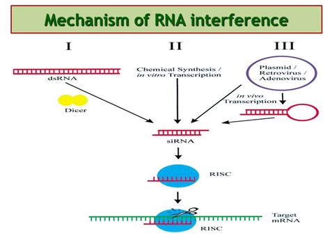 Interfering Rna 干擾rna Ppt Video Online Download