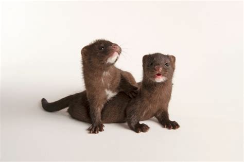 Juvenile Mink Neovison Vison Joel Sartore