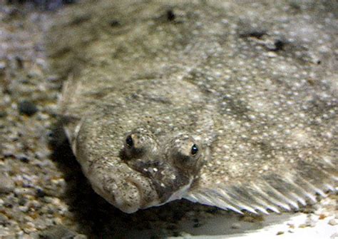 魚類図鑑・メイタガレイ