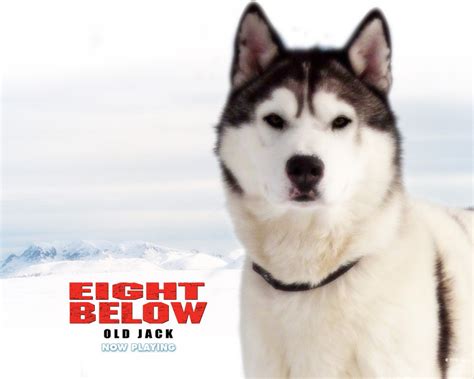 Eight Below Wallpaper
