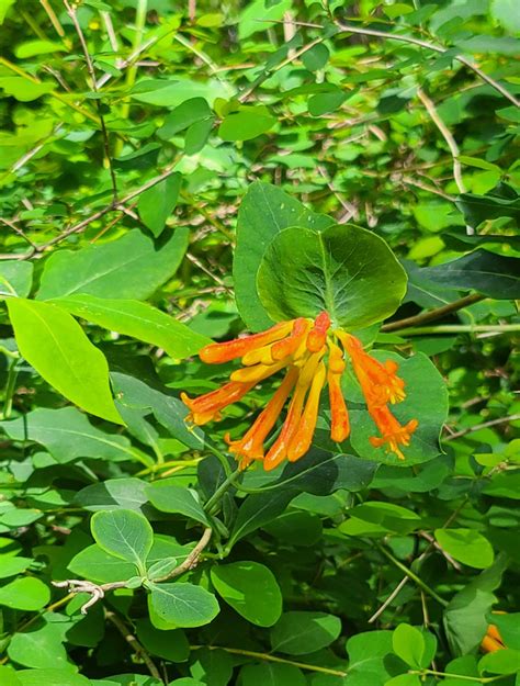 Harvest And Store Seeds Orange Honeysuckle Lonicera Ciliosa Flora