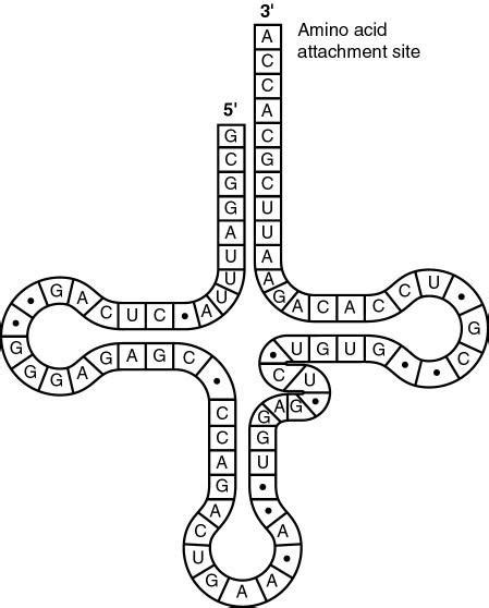 Ap Bio Chapter 17 Diagram Quizlet