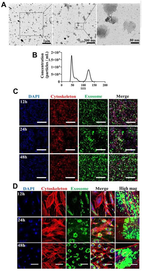 Osteoimmune Modulation And Guided Osteogenesis Promoted By Barrier