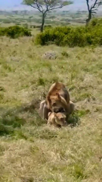 Lion Mating With His Mother Crazy Youtube