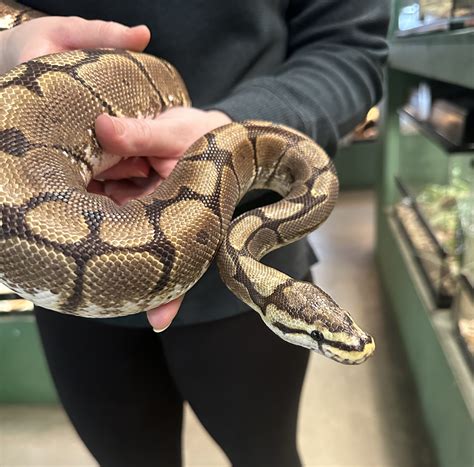 Adopted Python Regius Spider Ball Python Kya 5 6 Years