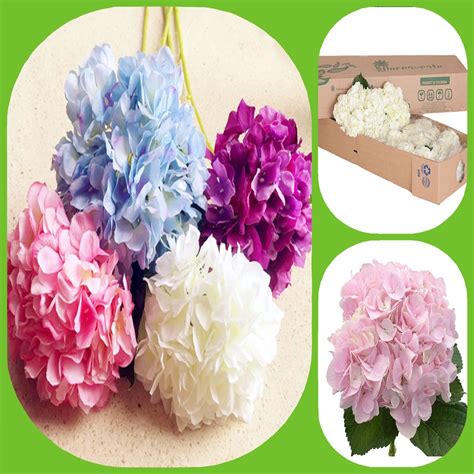 Mix Hydrangea Aisha Flowers