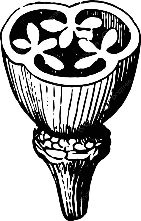 Ovary Vintage Illustration Helianthemum Ovary Genus Vector