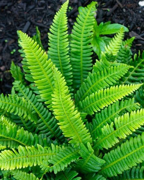 Deer Fern Soto Gardens