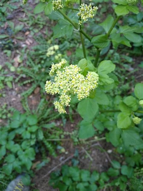 How To Grow Smyrnium Olusatrum Earthone