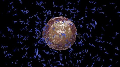 Linfocito De La Célula De Plasma B Produciendo Los Anticuerpos Almacen