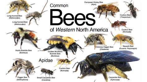 Native Bees Of North America