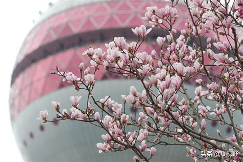 上海陆家嘴网红白玉兰又迎花期，掩映东方明珠成地标美景 搜狐大视野 搜狐新闻