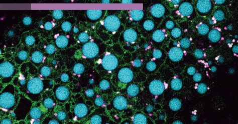 Epidemiological Connectivity Between Humans And Animals Across An Urban