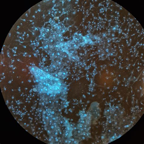 Invisible Turtle ‘galaxies Down The Microscope Yep You Read That