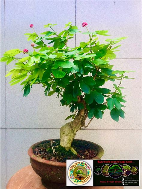 Kolitha Manura Ranasinghe On Linkedin Homedecor Homedesign