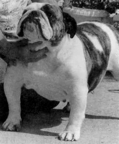 Ch Mystyle Eye Candy Ocobo