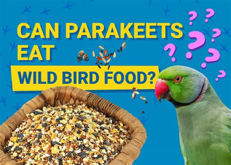 Can Parakeets Eat Wild Bird Food What You Need To Know The Vet Desk